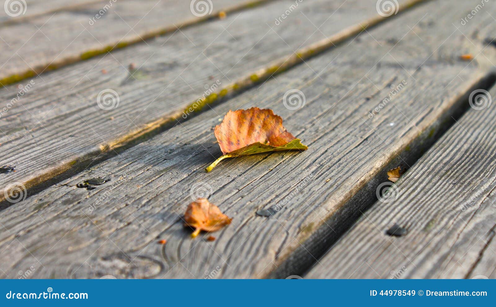 Autumn leaf on a pier stock image. Image of wooden, scandinavian - 44978549