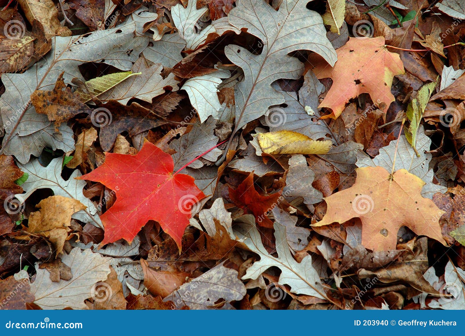 Autumn Leaf Pile stock photo. Image of autumn, fall, outdoors - 203940