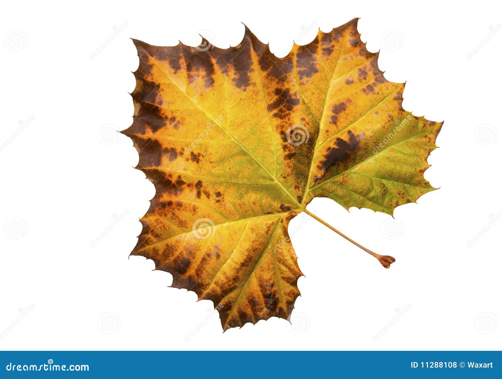 Autumn Leaf from Plain Tree Stock Photo - Image of background, plain ...