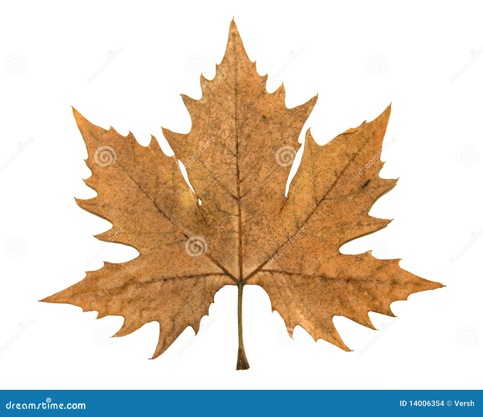 Autumn leaf of plane tree stock photo. Image of color - 14006354