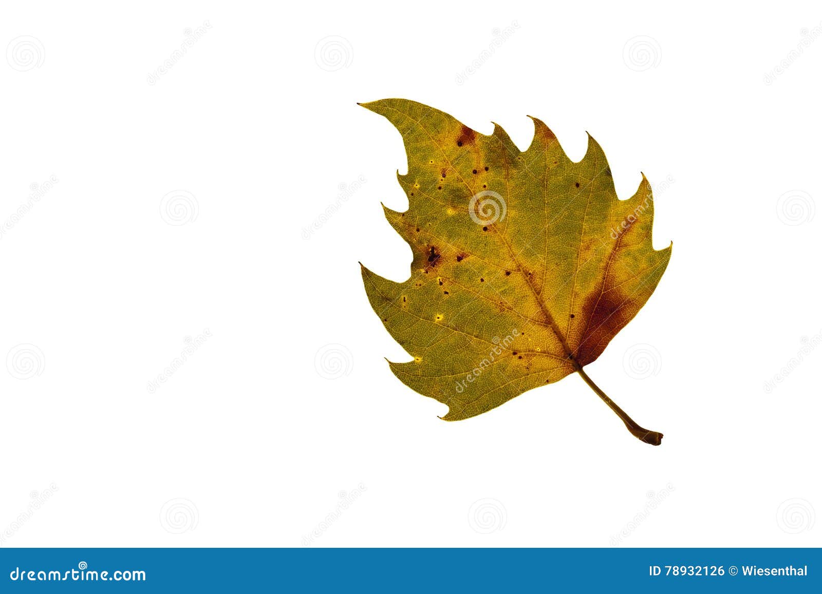 Autumn leaf of Plane tree. stock photo. Image of macro - 78932126