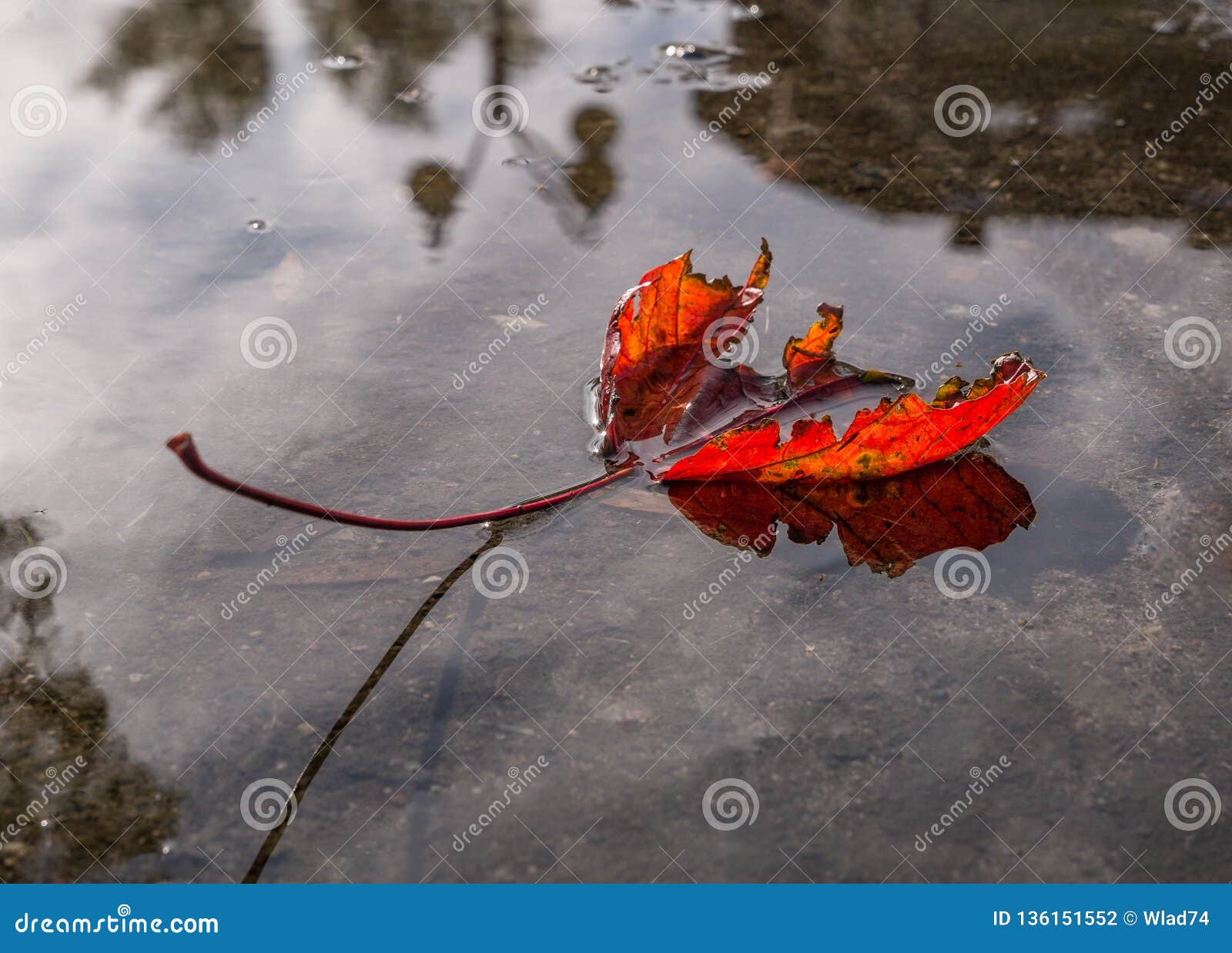 The Autumn Leaf on a Puddle after Rain Stock Photo - Image of puddle ...