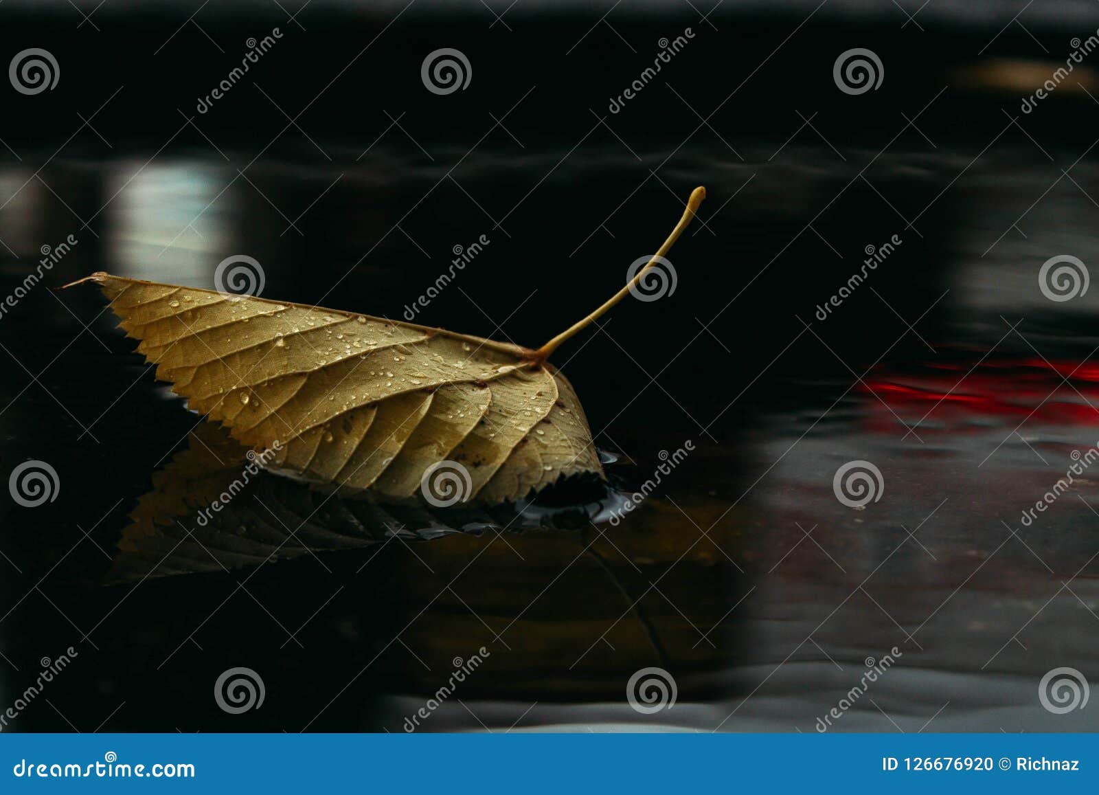 Autumn Leaf in a Puddle with Reflections of Show-windows Stock Photo ...