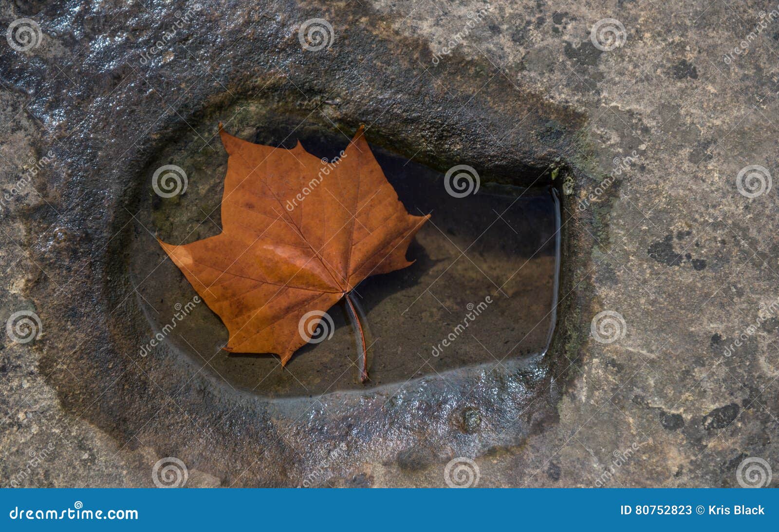 Autumn Leaf in Puddle stock image. Image of nature, autumn - 80752823
