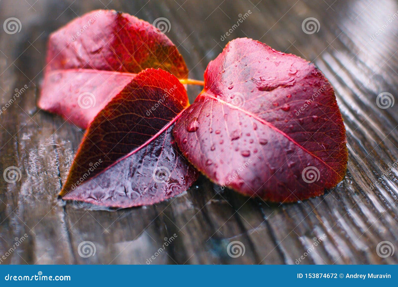 Autumn Leaf Under the Rain 17 Stock Photo - Image of season, surface ...