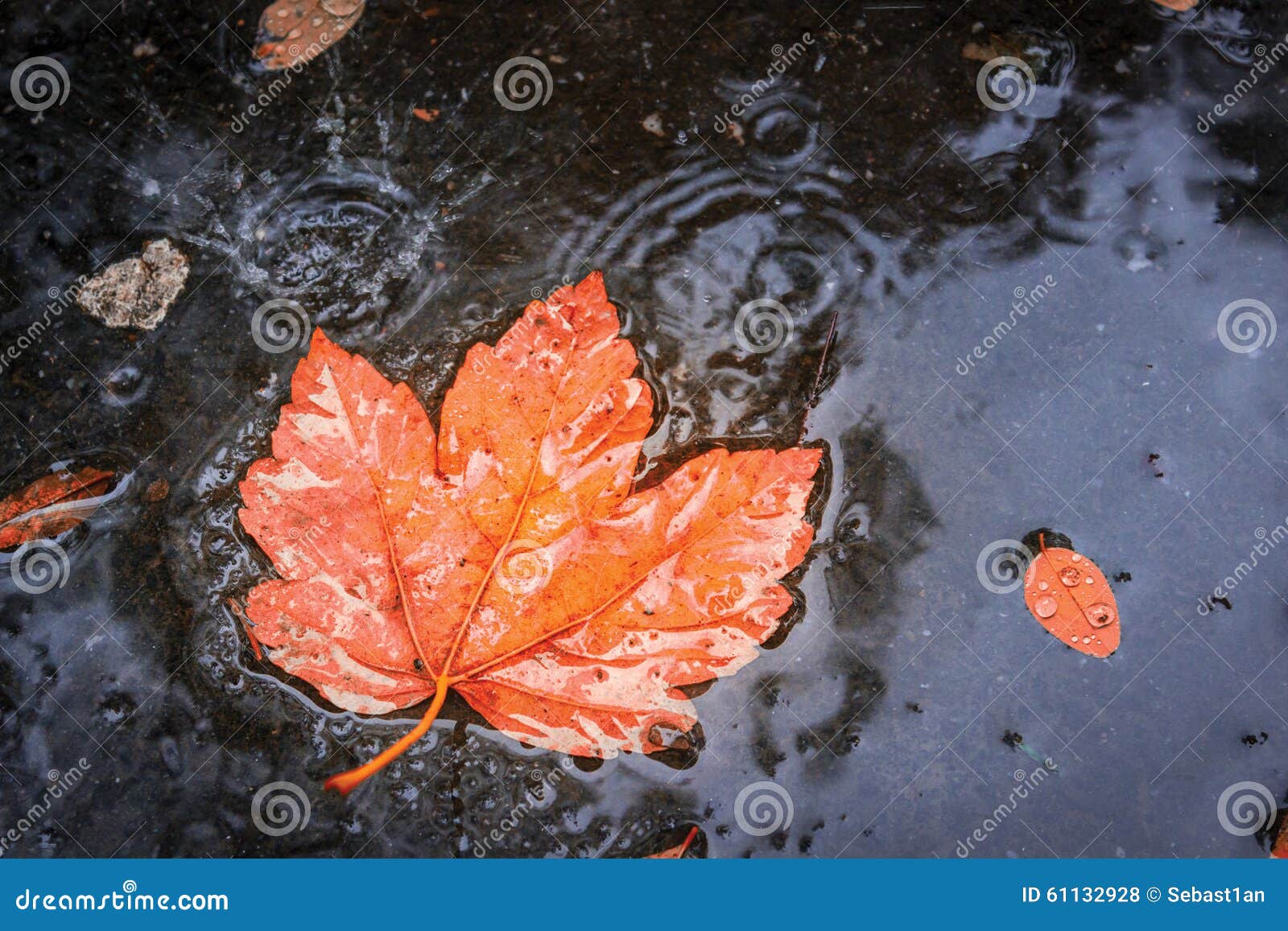 Autumn Leaf in Rain stock photo. Image of bright, foliage - 61132928