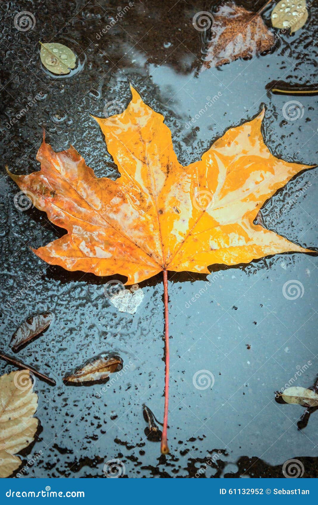 Autumn Leaf in Rain stock photo. Image of fall, autumn - 61132952