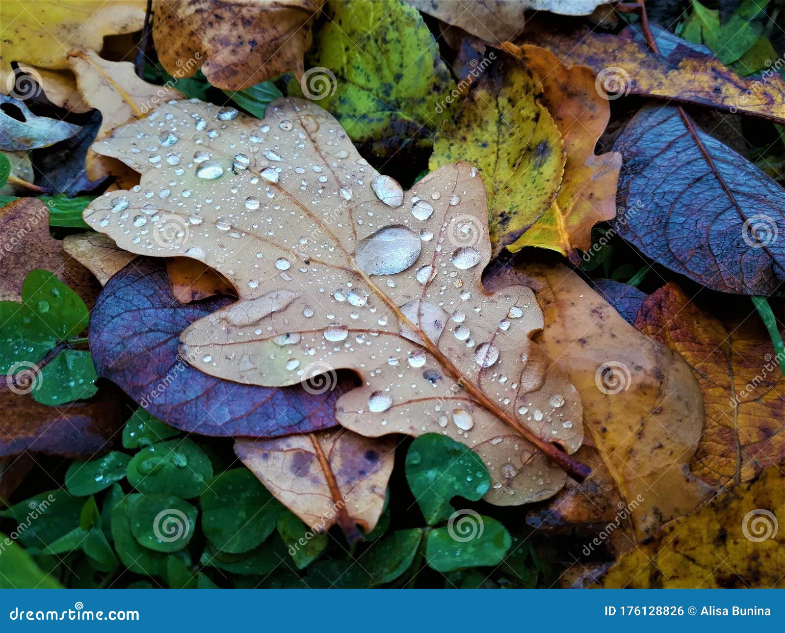 Autumn leaf with raindrops stock photo. Image of color - 176128826