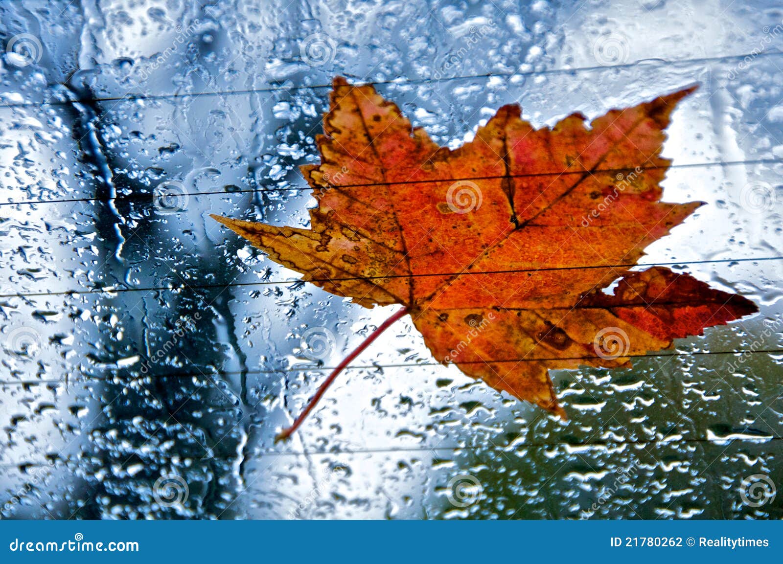 Autumn Leaf on Rainy Window Stock Photo - Image of orange, fall: 21780262