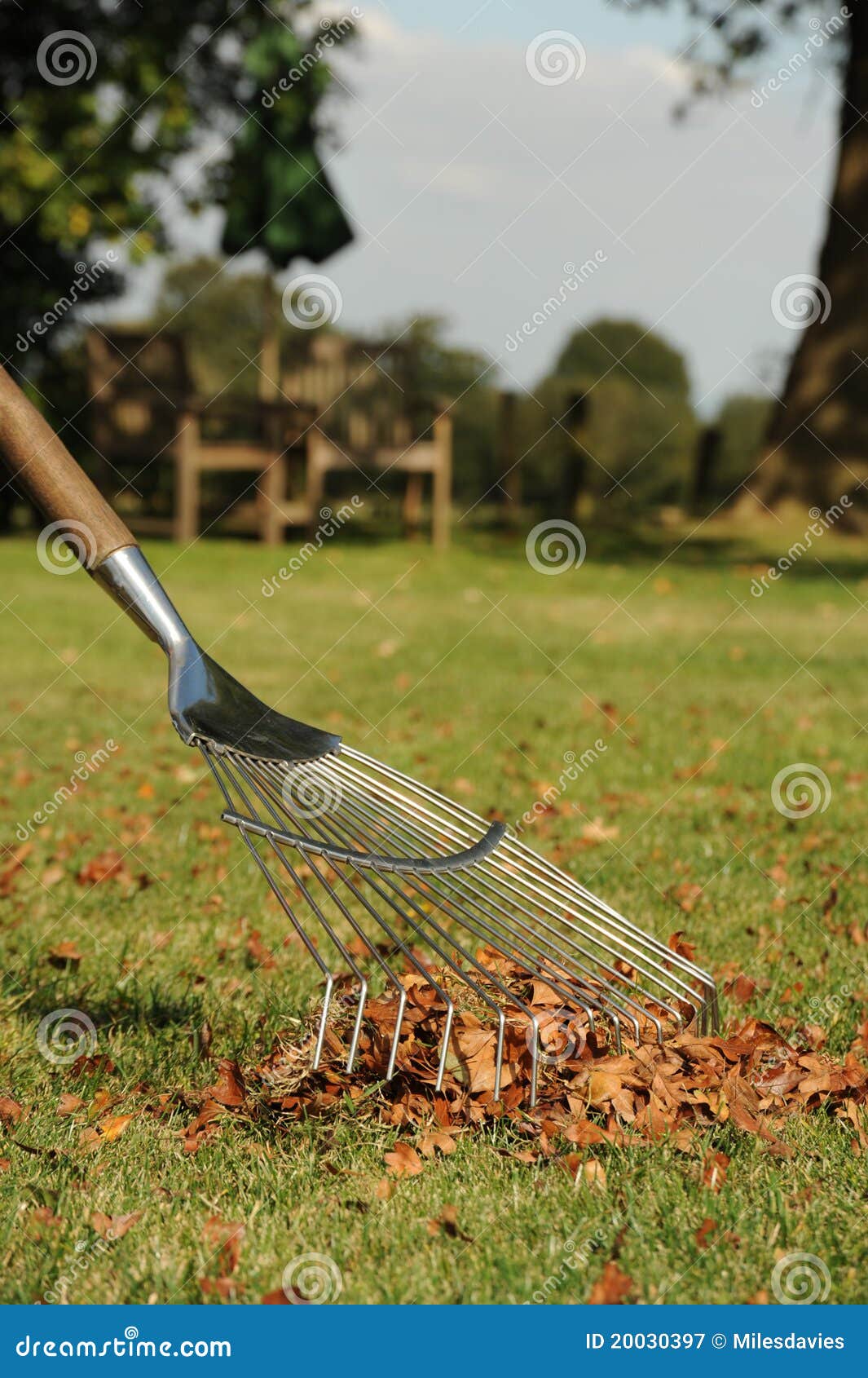 Autumn leaf raking stock image. Image of rakeing, garden - 20030397