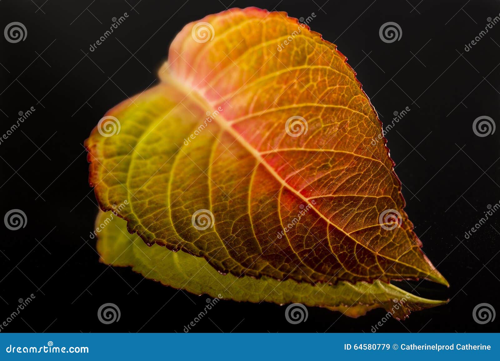 Autumn Leaf Reflected on a Mirror Stock Image - Image of autumn ...