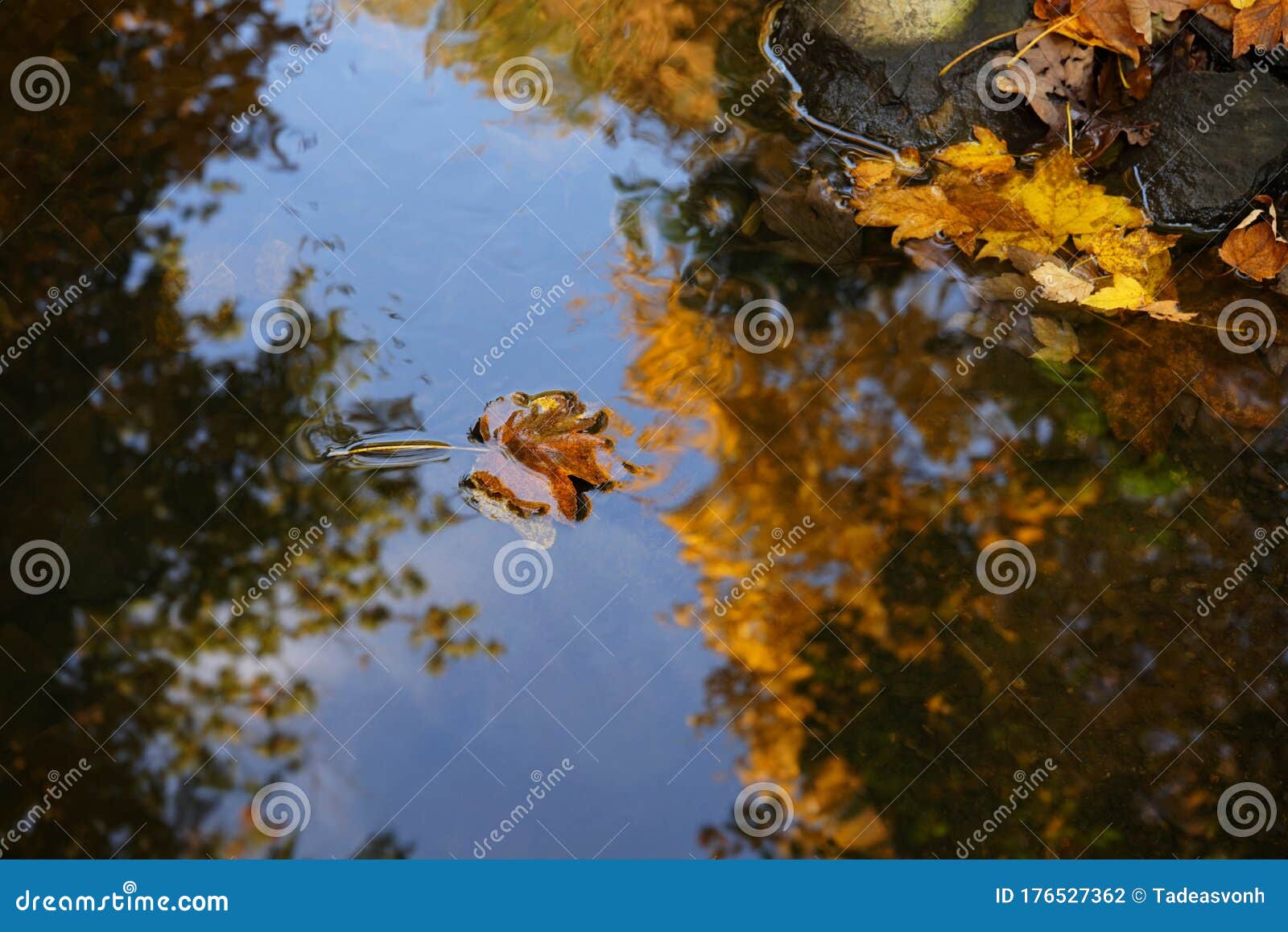 Autumn Leaf Reflection on Water Surface Stock Photo - Image of angle ...