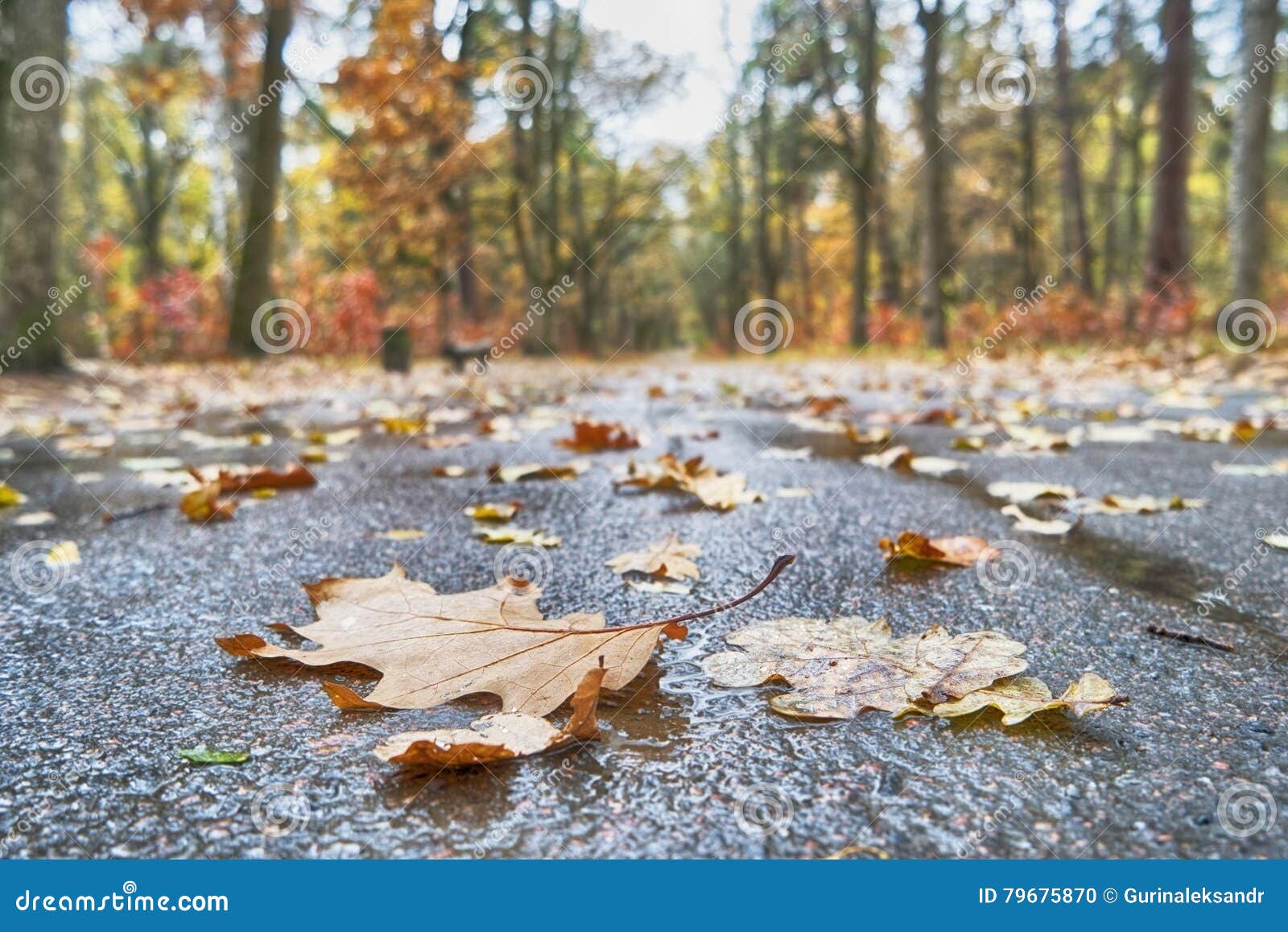 Autumn leaf on road stock photo. Image of falling, colored - 79675870