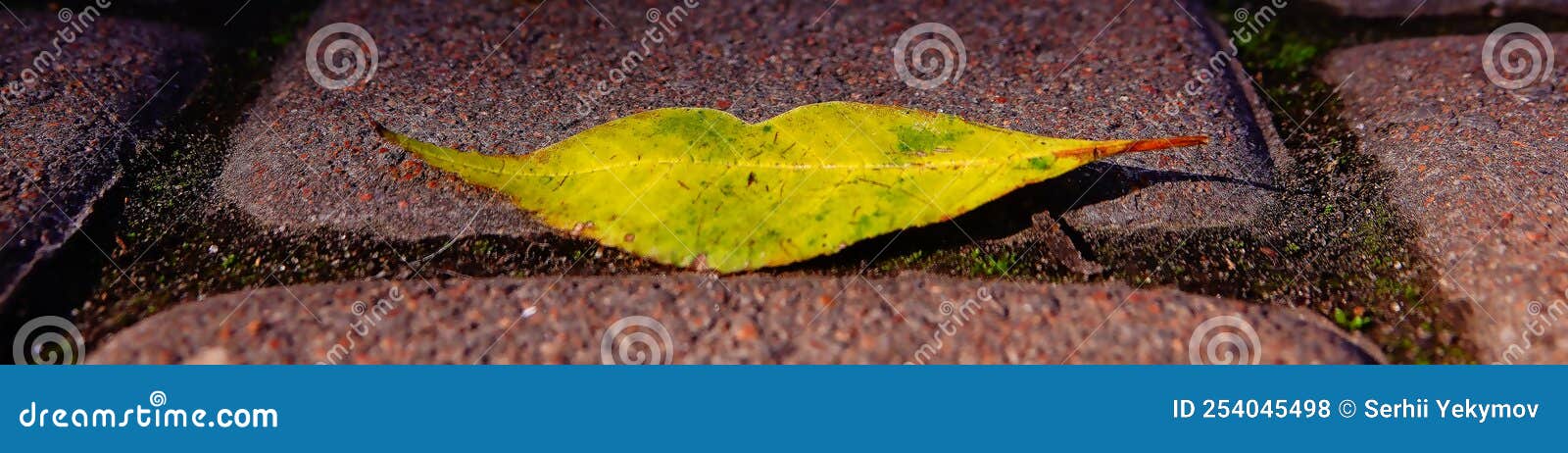 Autumn Leaf on the Road in the Form of Lips Stock Photo - Image of ...