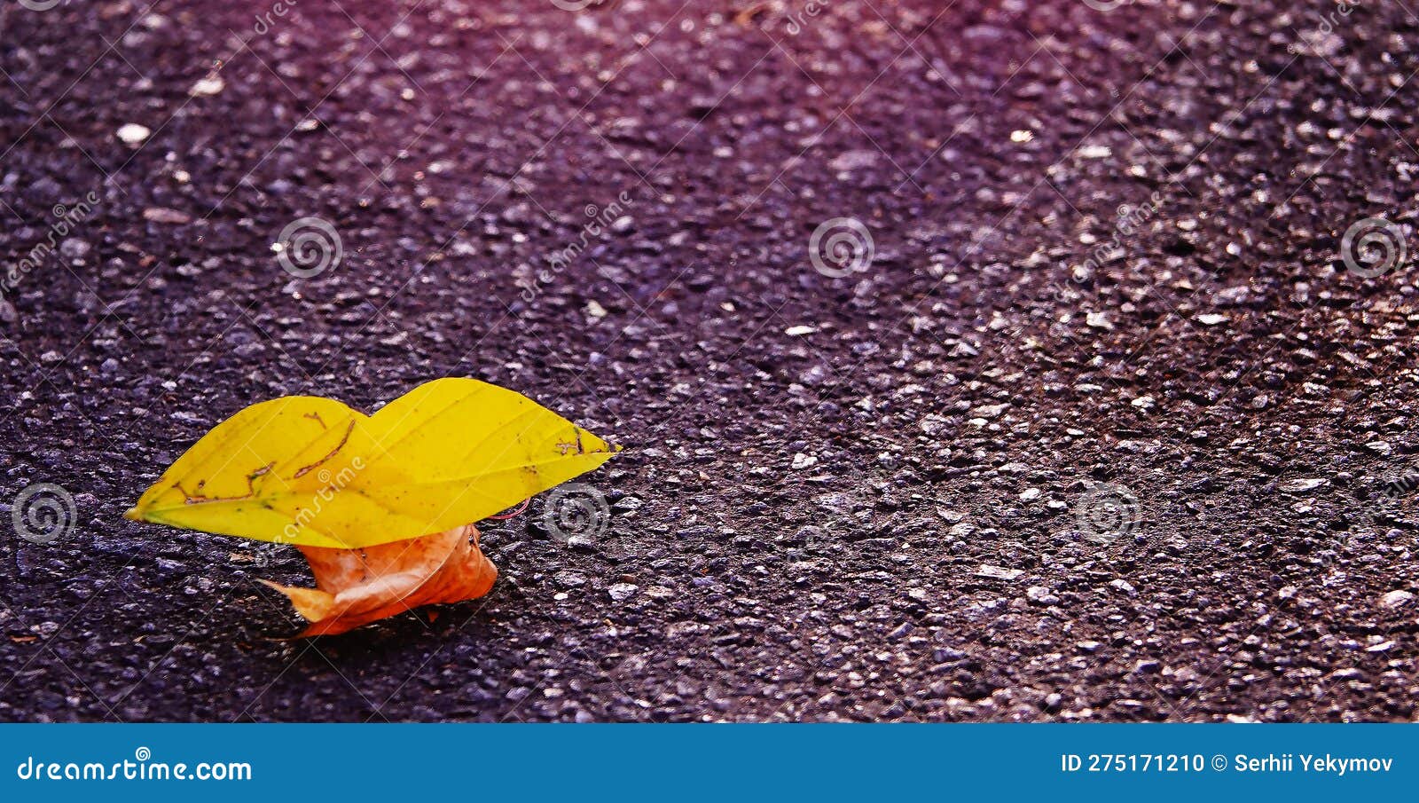 Autumn Leaf on the Road in the Form of Lips Stock Photo - Image of park ...