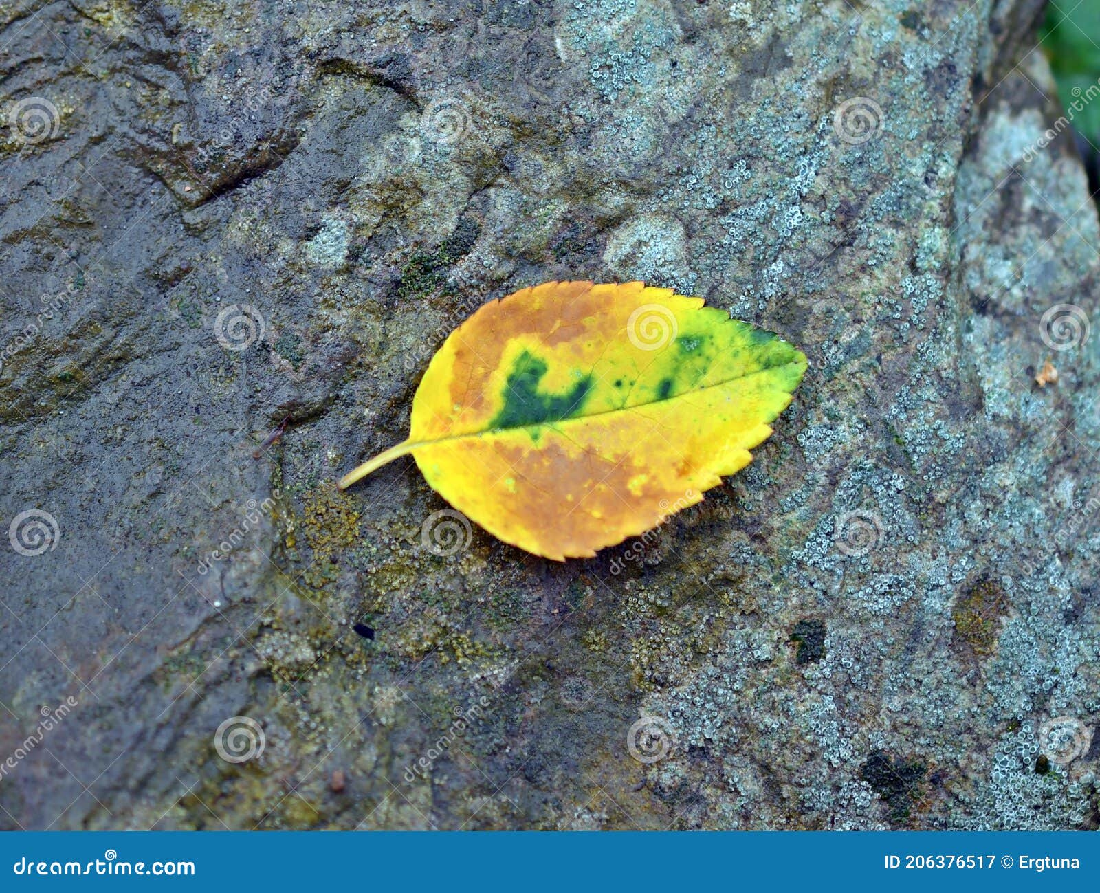 An autumn leaf on the rock stock image. Image of appears - 206376517