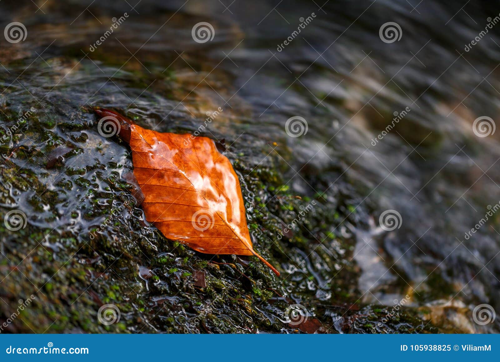 Leaf in the stream. stock image. Image of green, leaf - 105938825