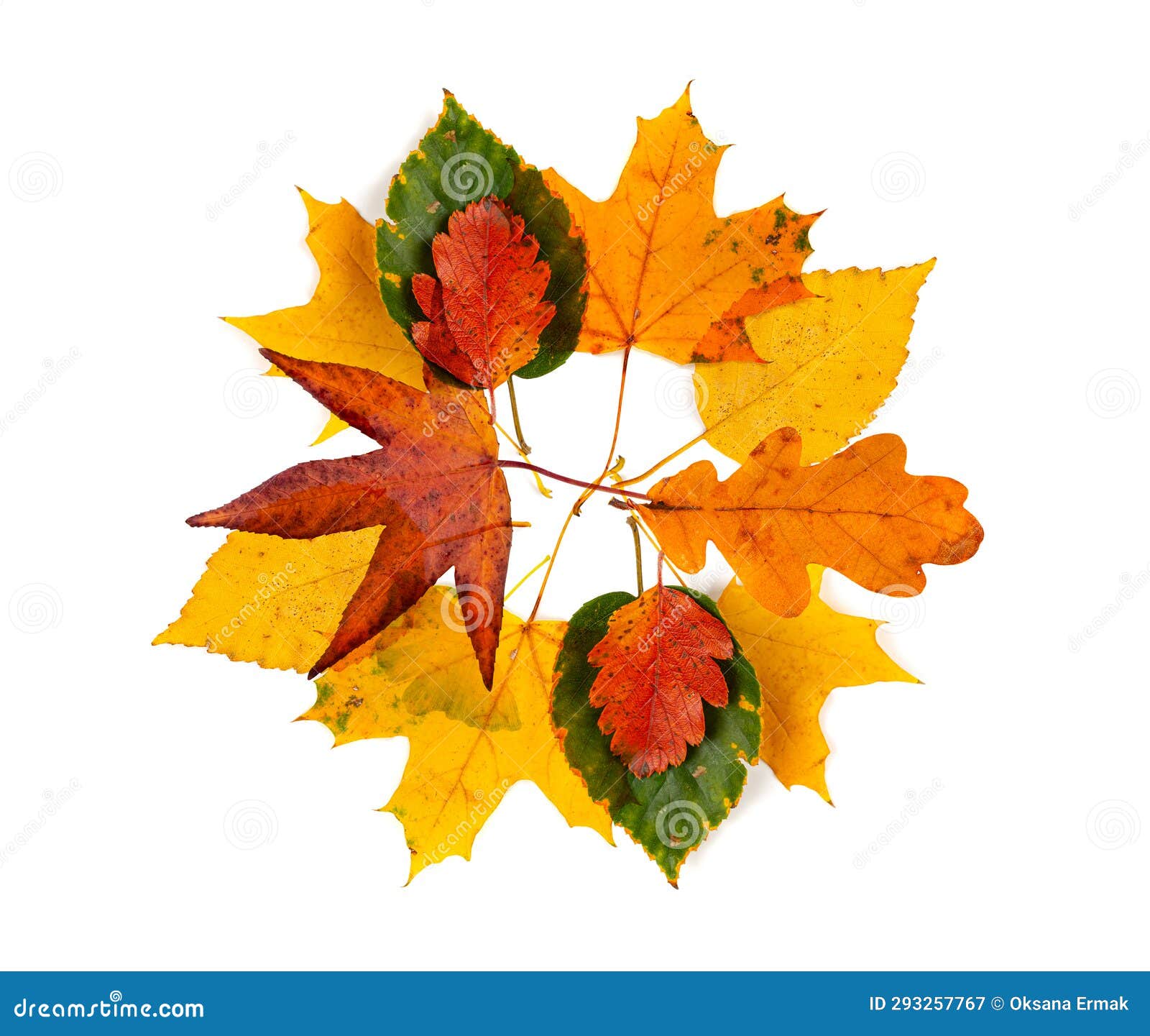 Autumn Leaf Round Frame Isolated, Fall Leaves Border, Colorful October ...