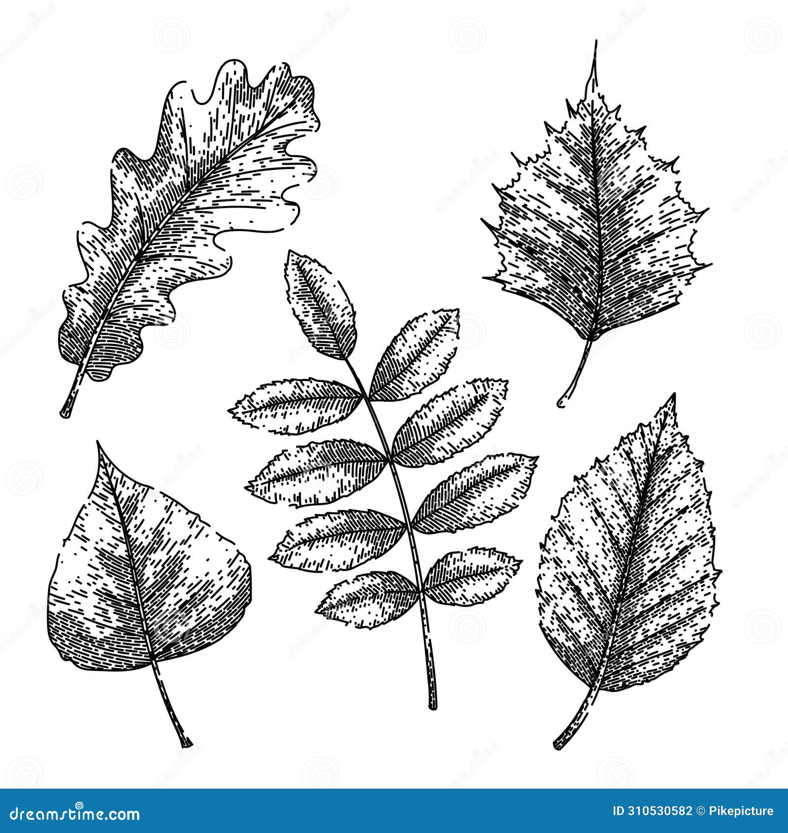 Autumn Leaf Set Sketch Hand Drawn Vector Stock Vector - Illustration of ...