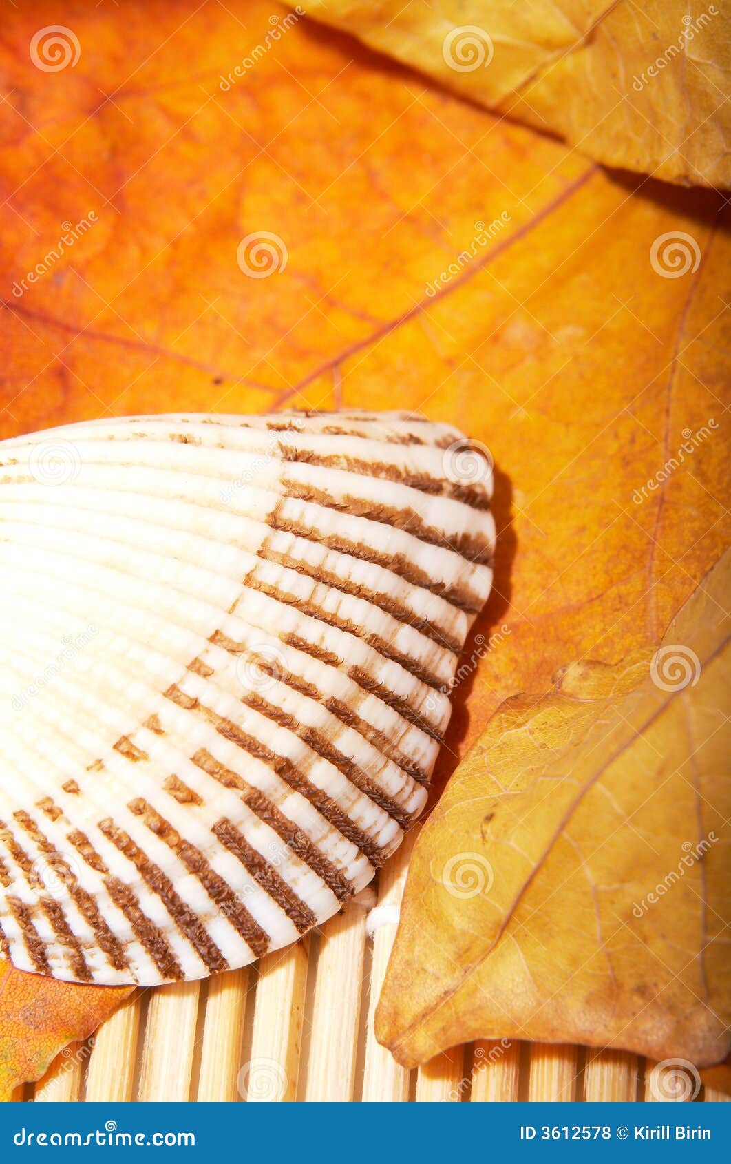 Autumn leaf and shell stock photo. Image of decoration - 3612578