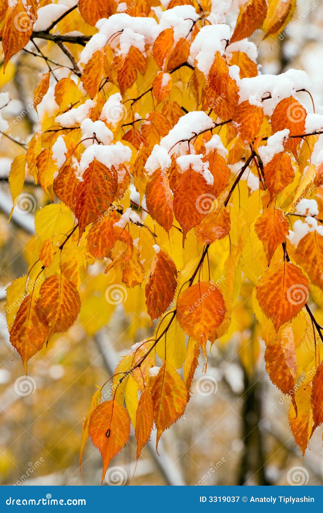 Autumn leaf in snow stock image. Image of saturate, color - 3319037