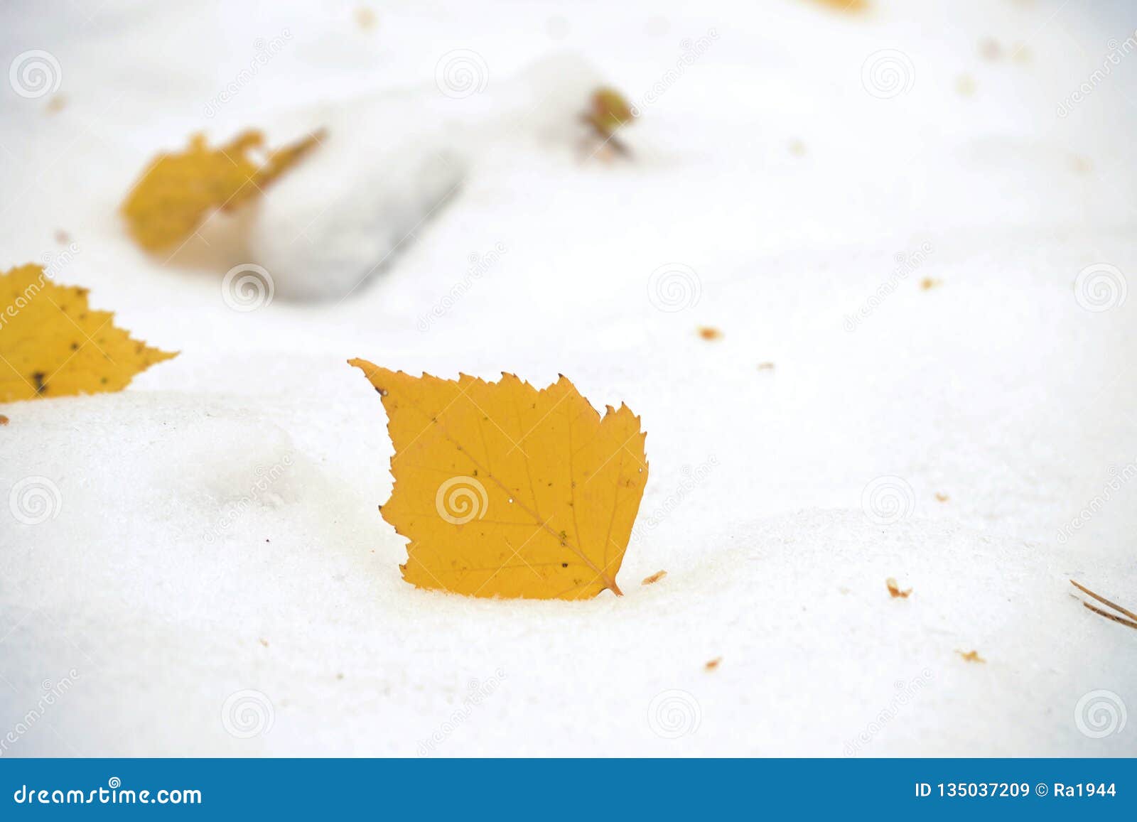 Autumn Leaf in the Snow. the First Snow Has Covered Late Autumn Leaf ...