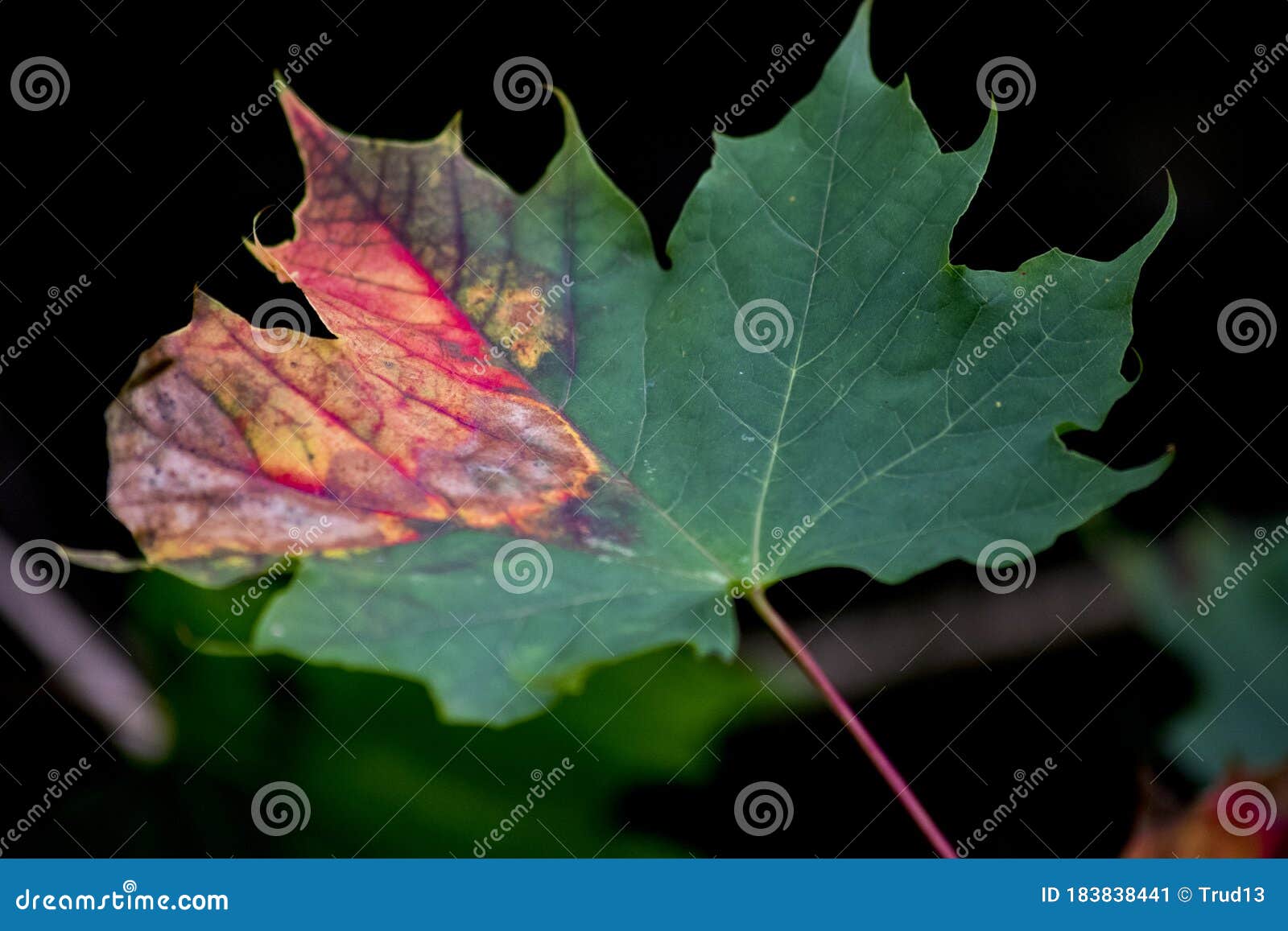 Autumn Leaf Starting the Photosynthesis Process Stock Image - Image of ...