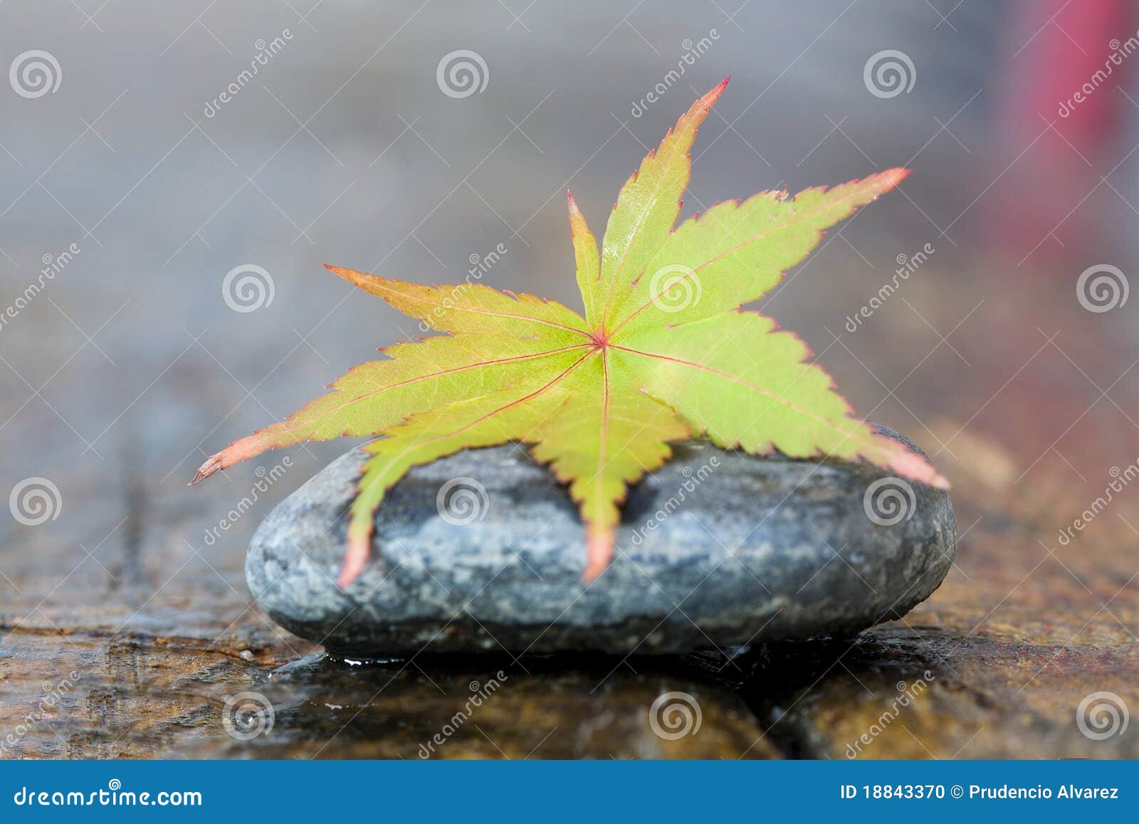 Autumn leaf on stone stock photo. Image of peaceful, leaf - 18843370