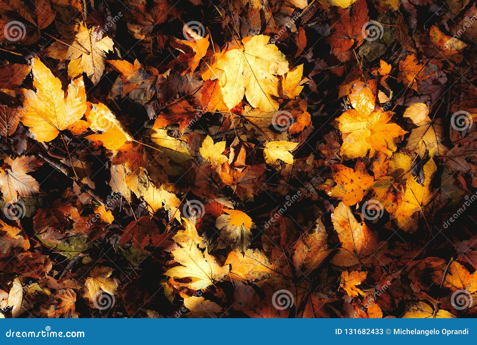 Autumn Leaf in the Sun. Detail in a Path Stock Image - Image of rust ...
