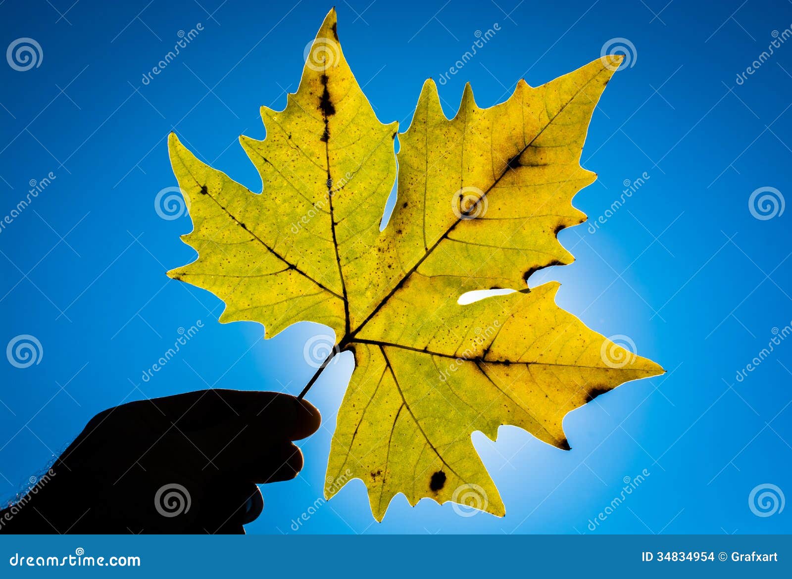 Autumn leaf in the sun stock photo. Image of nature, life - 34834954