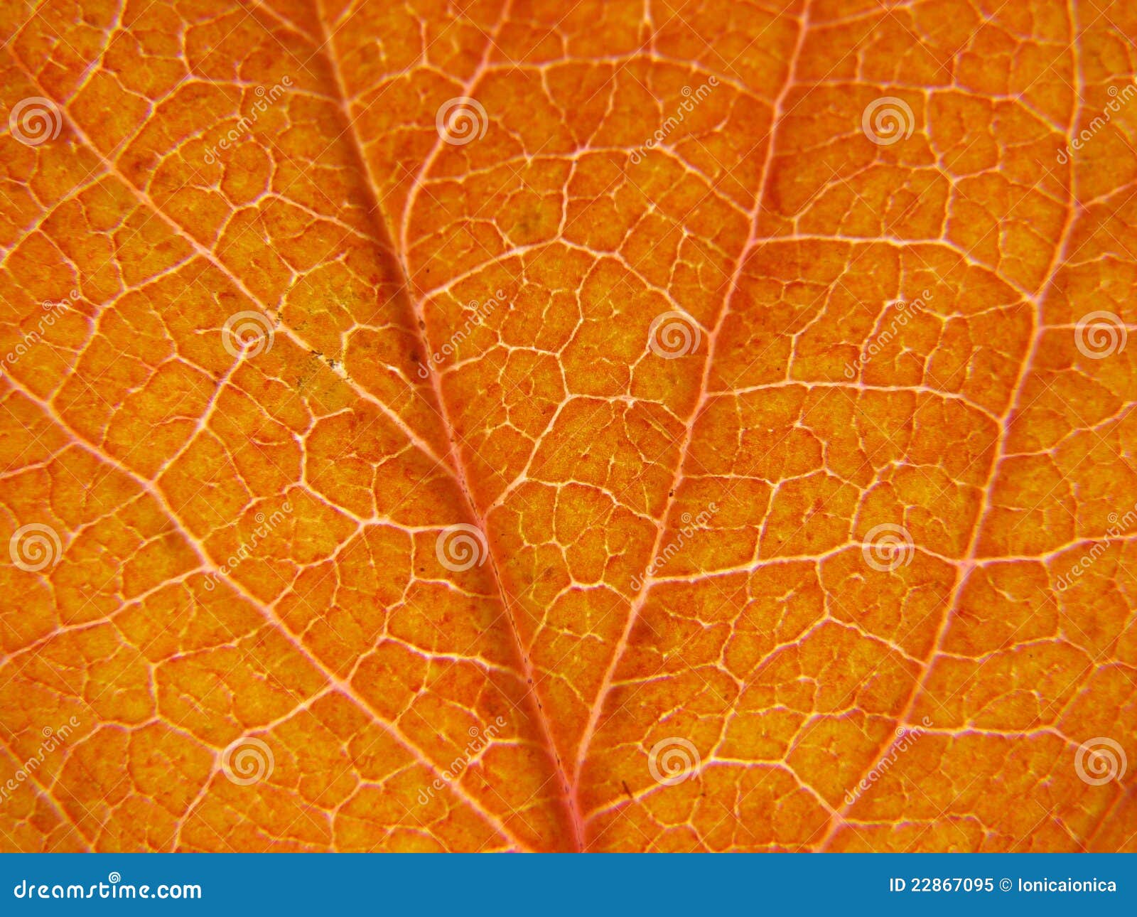 Autumn leaf texture stock image. Image of season, veins - 22867095