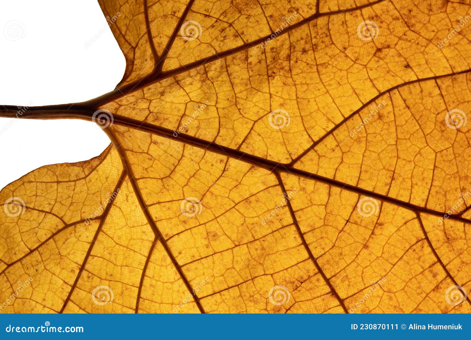 Autumn Leaf Texture Close-up with Veins Stock Image - Image of ...