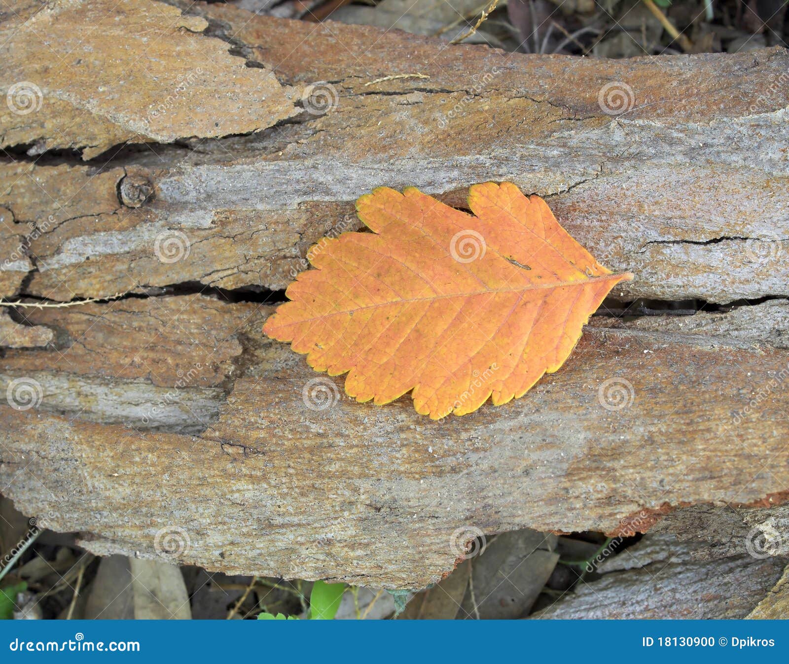 Autumn leaf on tree bark stock photo. Image of autumn - 18130900