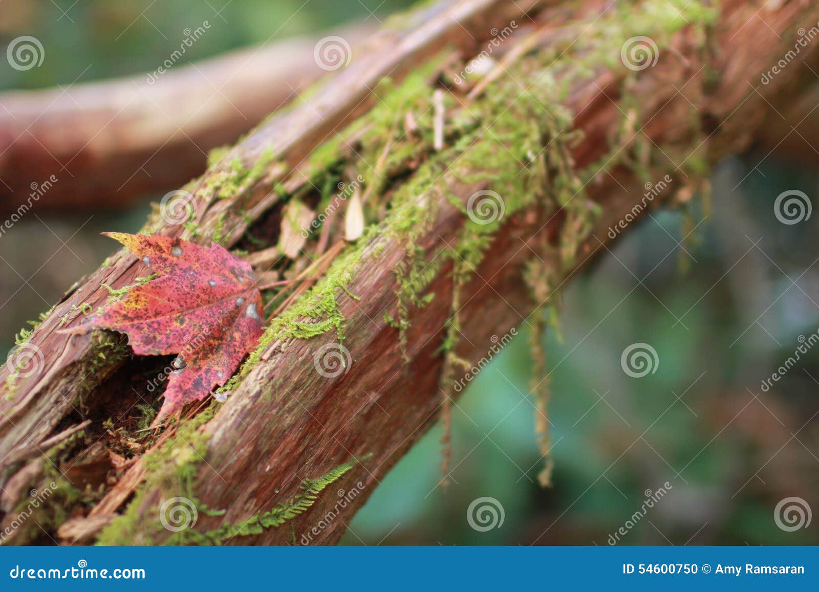 Autumn leaf on tree bark stock photo. Image of fall, nature - 54600750