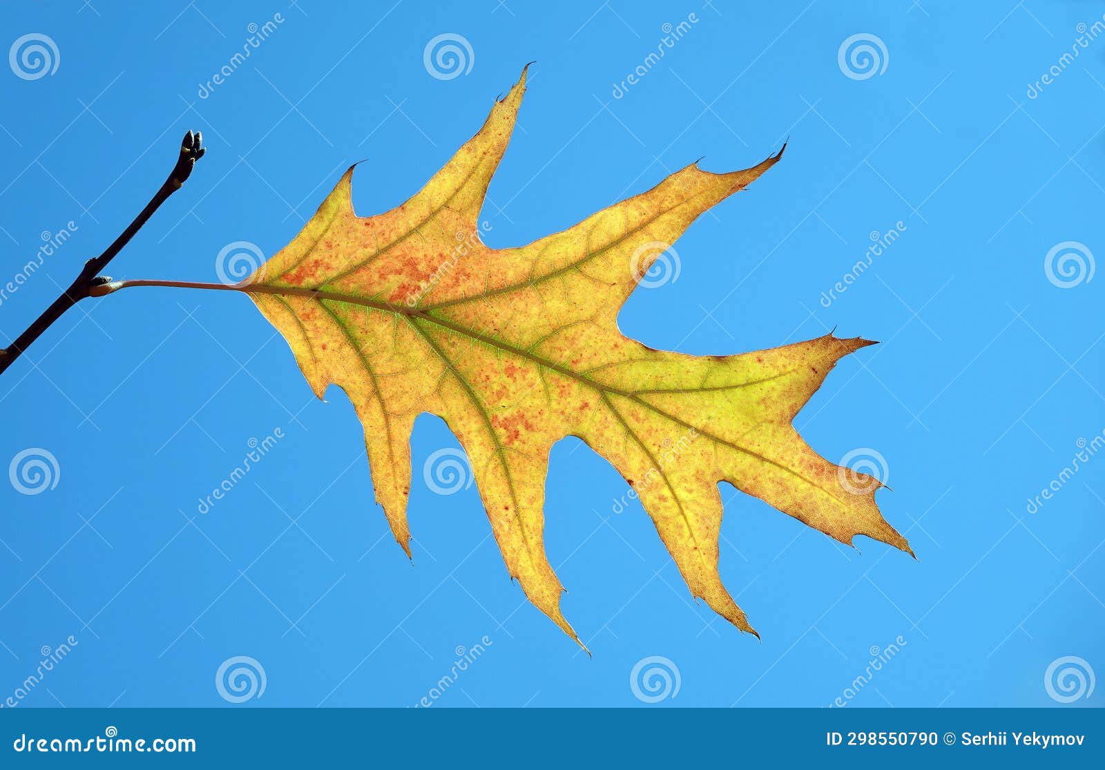 Autumn Leaf on a Tree Branch Stock Photo - Image of bush, falling ...