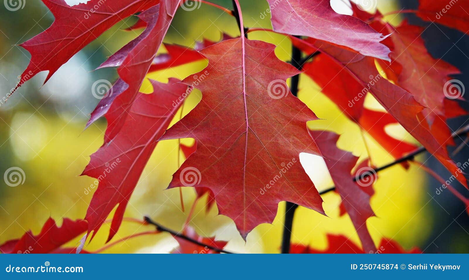 Autumn Leaf on a Tree Branch Stock Photo - Image of nature, gold: 250745874