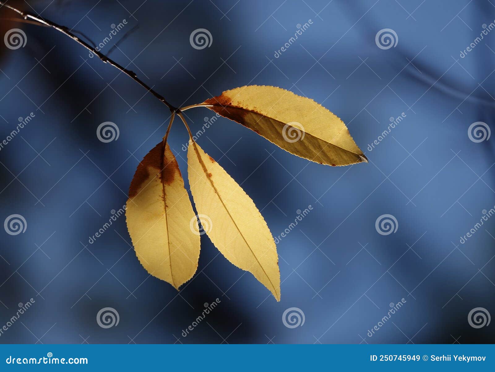 Autumn Leaf on a Tree Branch Stock Image - Image of beautiful, falls ...