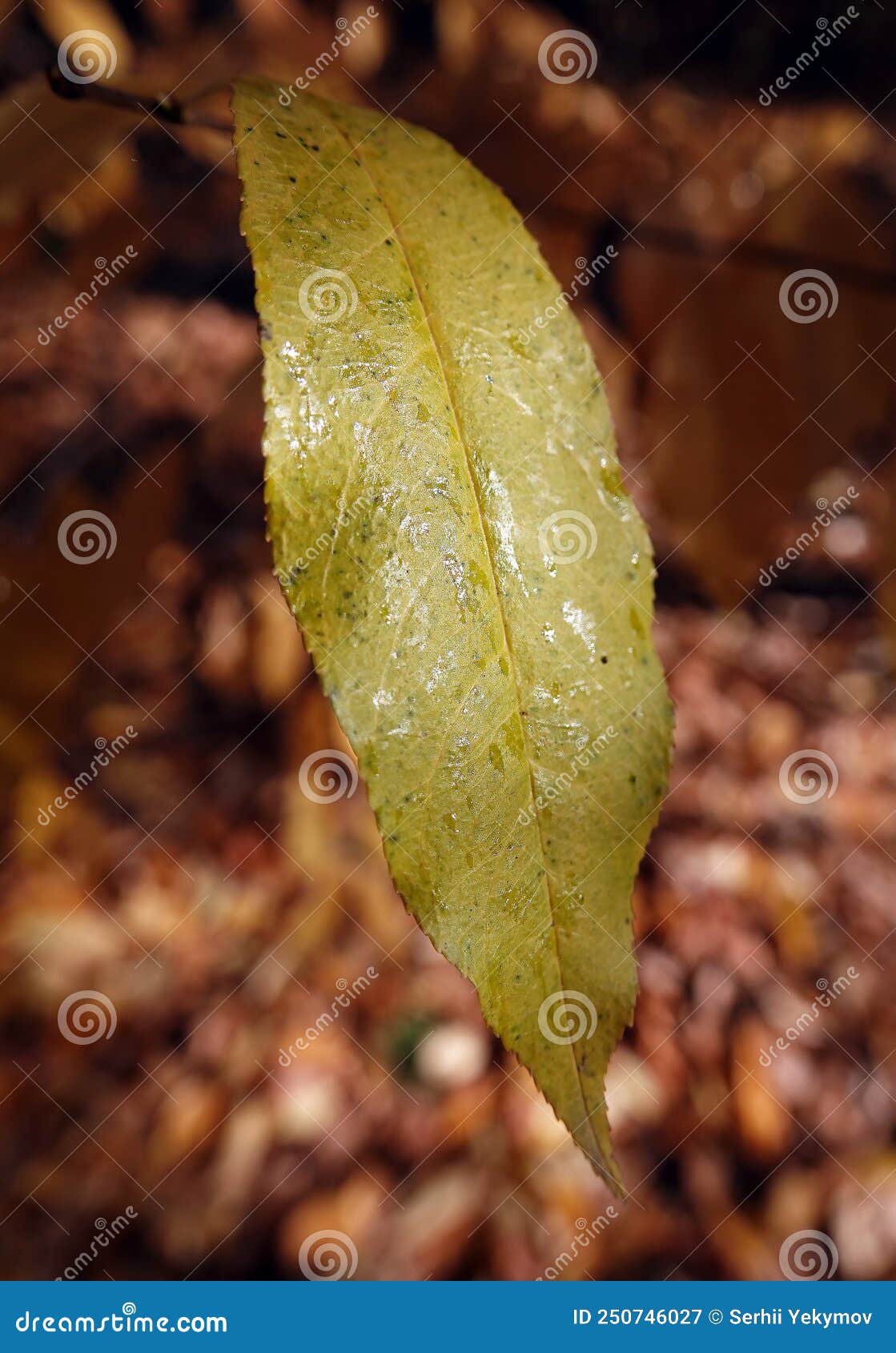 Autumn Leaf on a Tree Branch Stock Image - Image of background ...