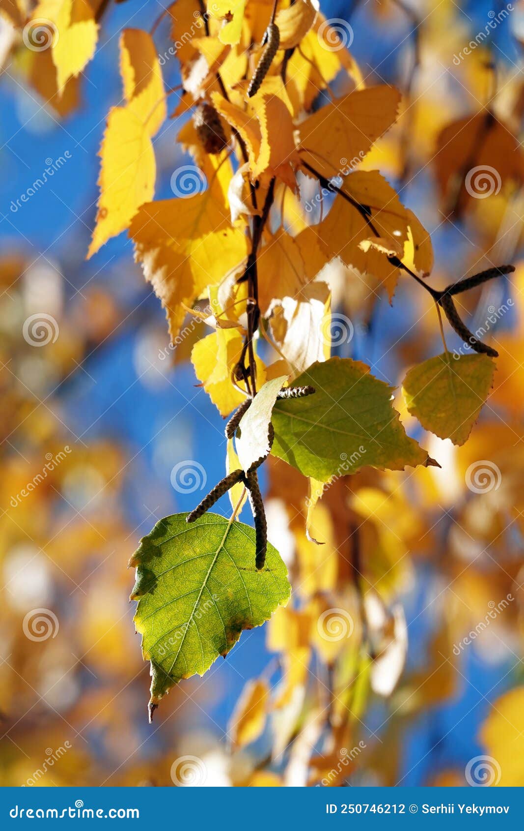 Autumn Leaf on a Tree Branch Stock Photo - Image of birch, leaf: 250746212
