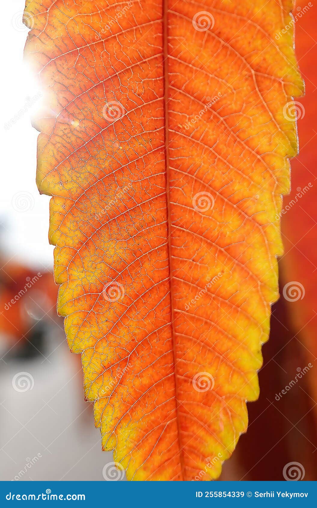 Autumn Leaf on a Tree Branch Stock Image - Image of trees, beautiful ...