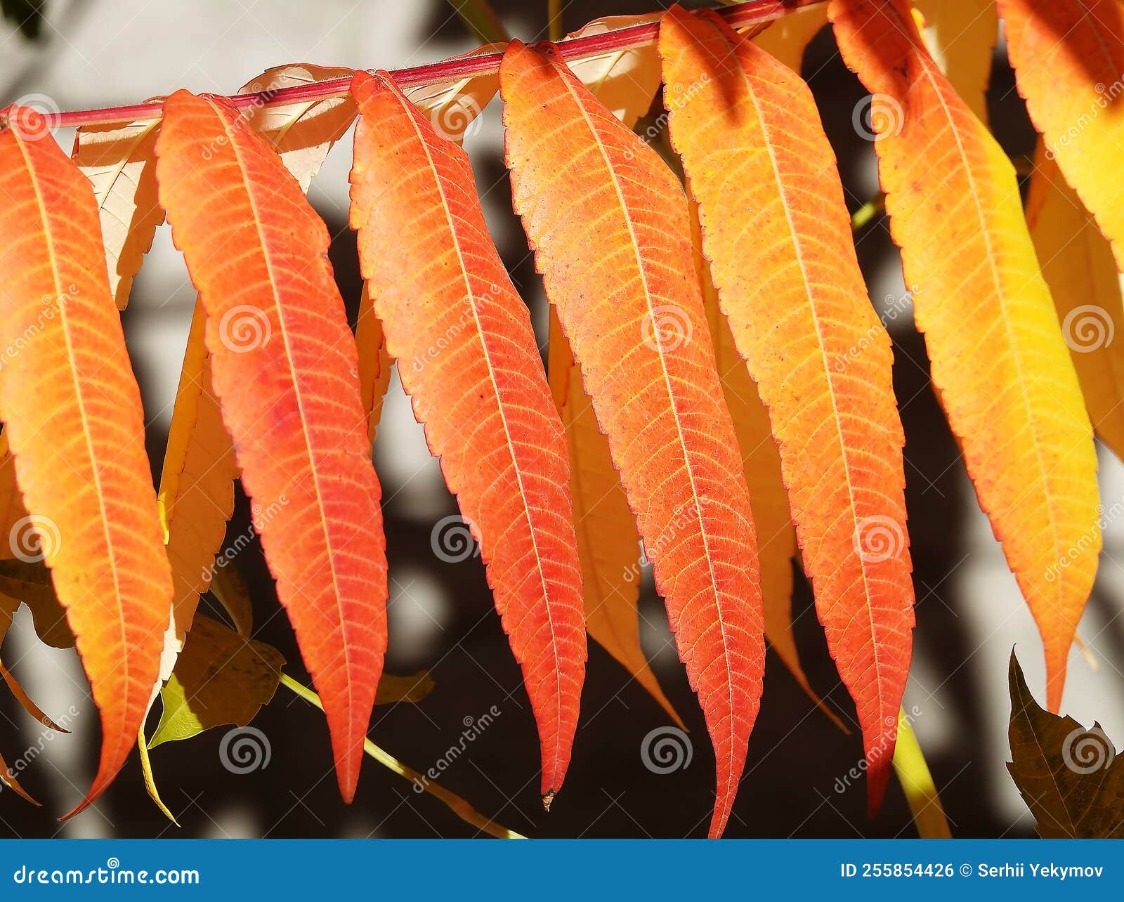 Autumn Leaf on a Tree Branch Stock Photo - Image of leaf, maple: 255854426