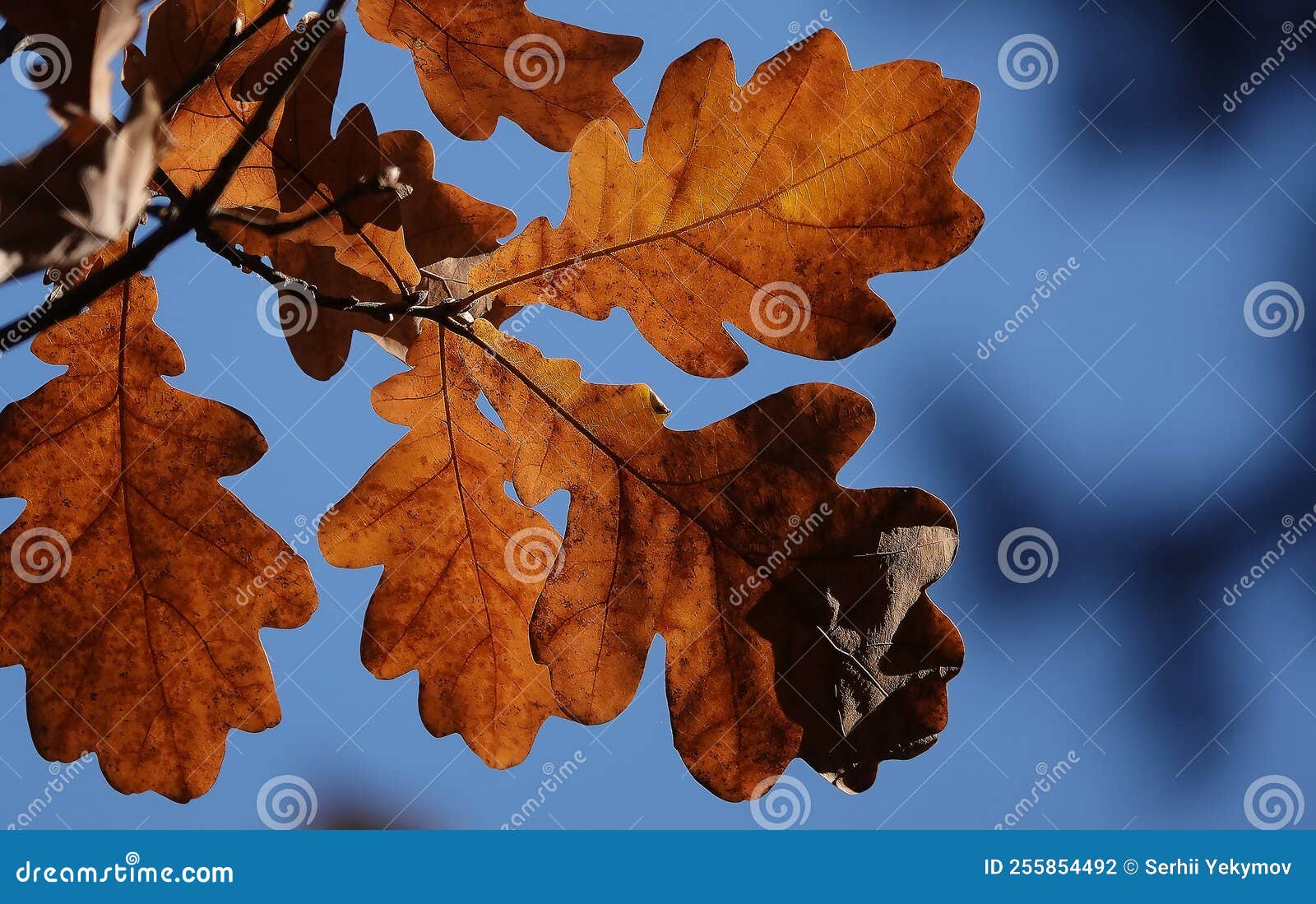 Autumn Leaf on a Tree Branch Stock Photo - Image of bush, burgundy ...