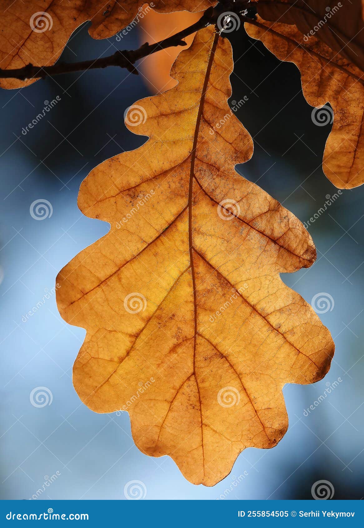Autumn Leaf on a Tree Branch Stock Image - Image of shrub, europe ...