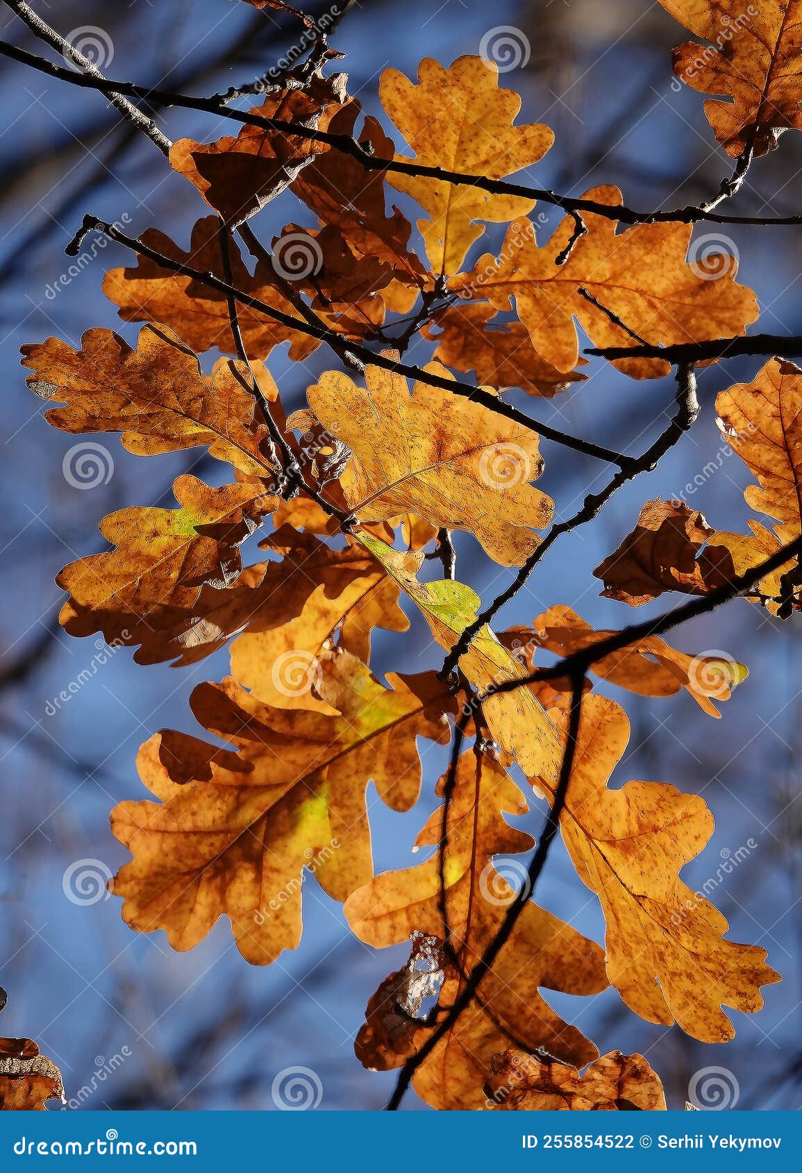 Autumn Leaf on a Tree Branch Stock Photo - Image of green, gold: 255854522