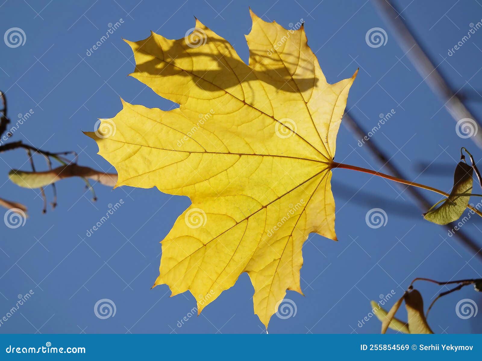 Autumn Leaf on a Tree Branch Stock Image - Image of leaves, fire: 255854569