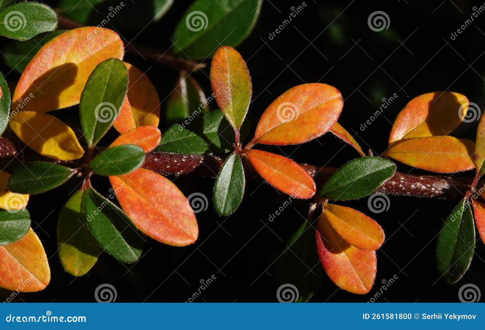 Autumn Leaf on a Tree Branch Close-up during the Day Stock Photo ...