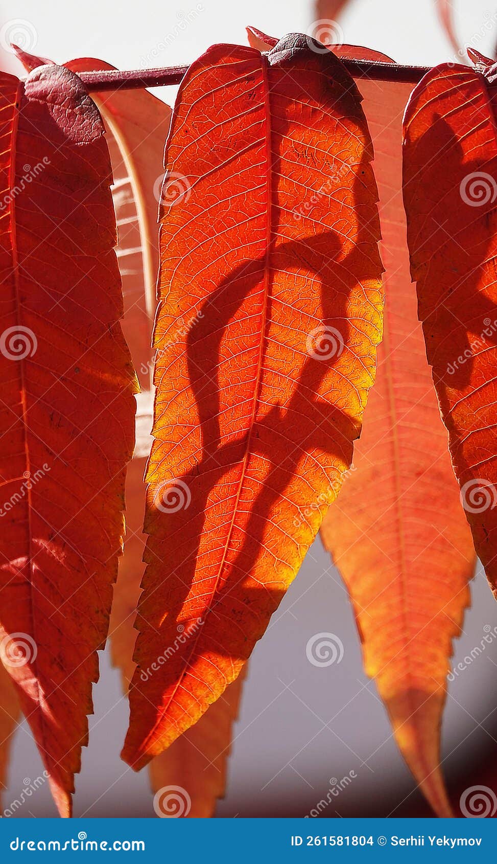Autumn Leaf on a Tree Branch Close-up during the Day Stock Photo ...