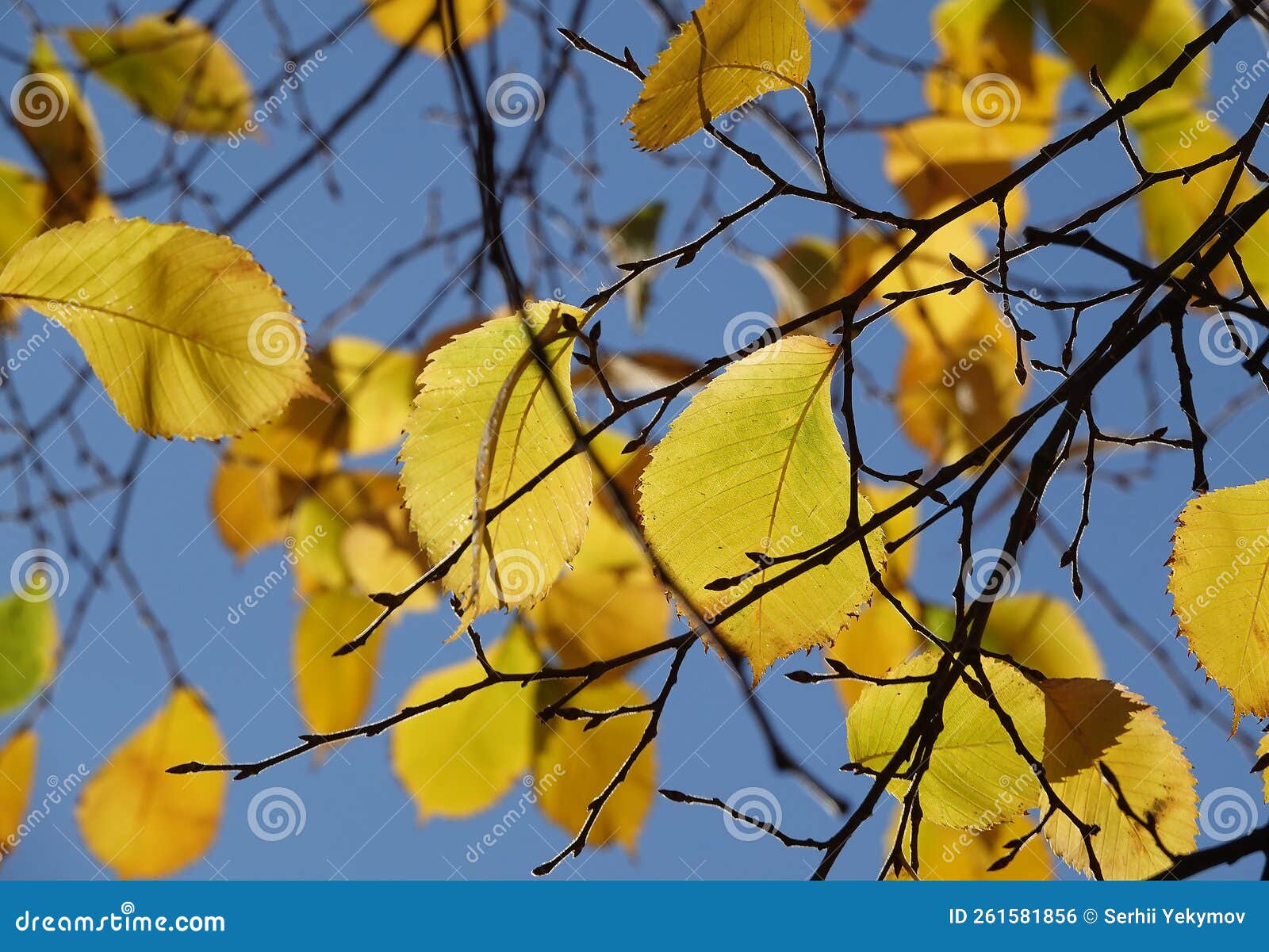 Autumn Leaf on a Tree Branch Close-up during the Day Stock Photo ...
