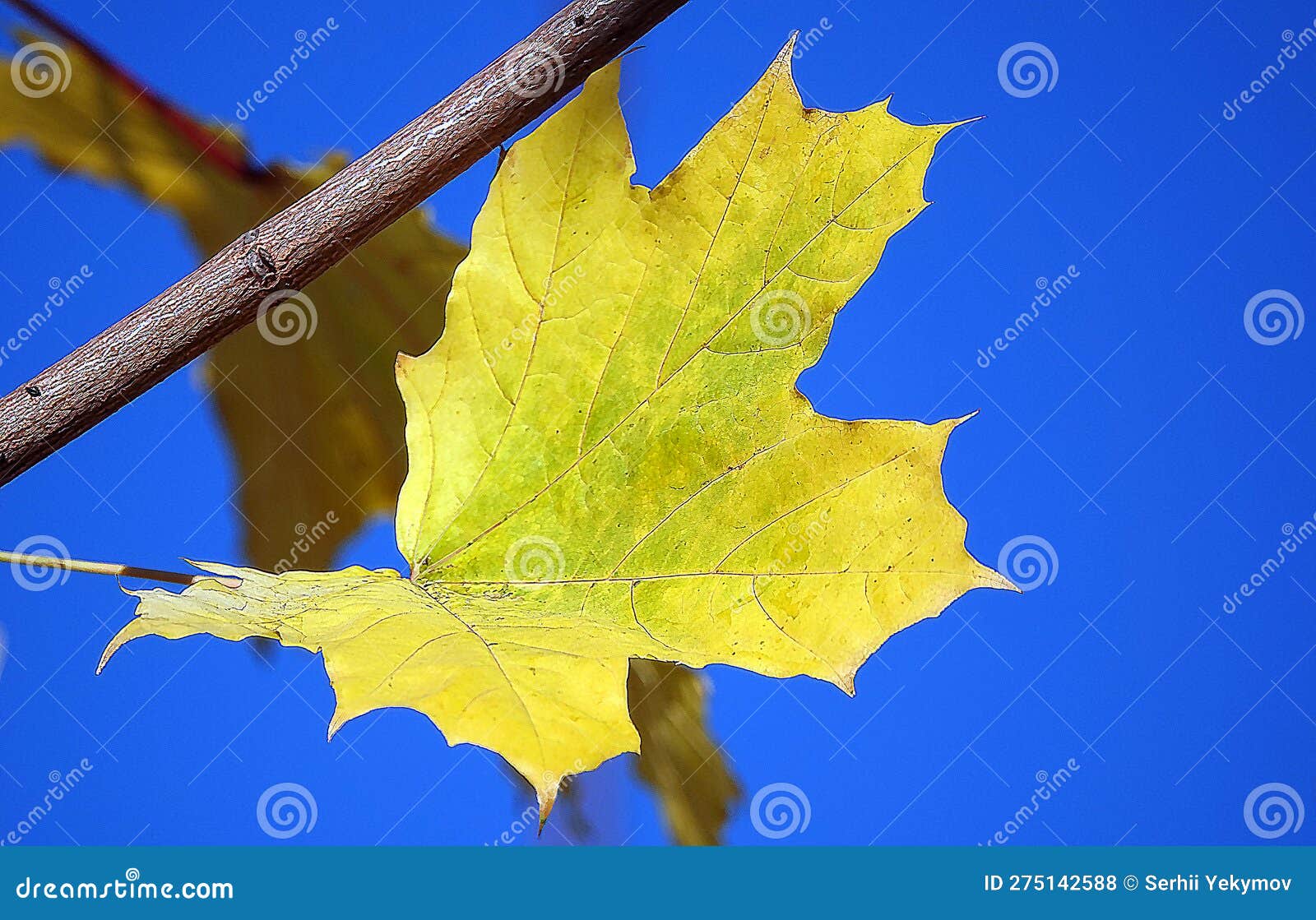Autumn Leaf on a Tree Branch Stock Photo - Image of autumn, maple ...
