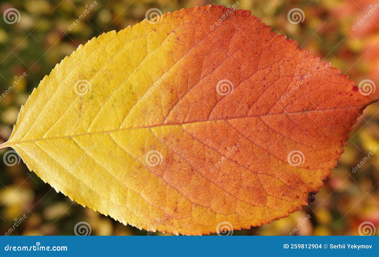 Autumn Leaf on a Tree Branch Stock Photo - Image of kiev, background ...